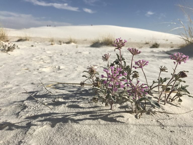 White Sands National Park: informazioni utili per una visita perfetta ...